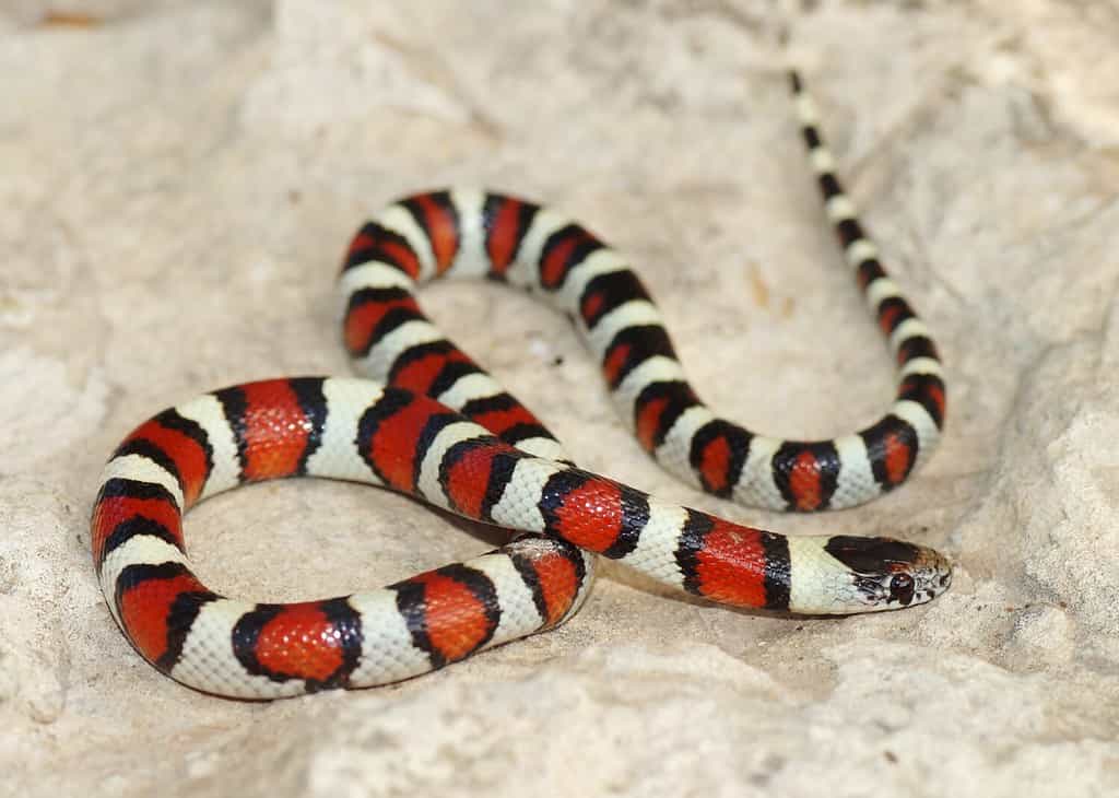 Milk Snake Size Comparison: Just How Big Do They Get? - A-Z Animals