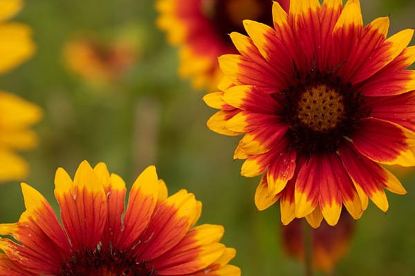 23 Beautiful Types of Red Wildflowers - A-Z Animals
