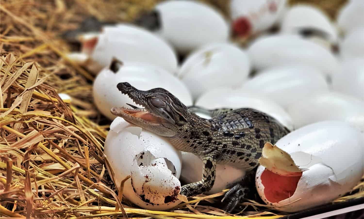 Crocodile Hatchlings Ride in Their Mother’s Mouth to Safety - A-Z Animals