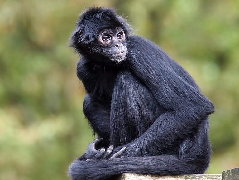 Earth's Most Dangerous Primates - A-Z Animals Slideshows