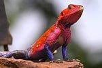 Discover 7 Amazing 5-Letter Animals - A-Z Animals