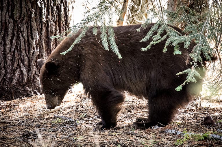 Thousands of Black Bears Are Running Rampant in These States - A-Z Animals