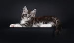 How Smart Are Cats? Everything We Know About Their Intelligence - A-Z ...