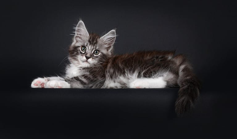 How Smart Are Cats? Everything We Know About Their Intelligence - A-Z ...