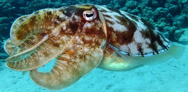 18 Mythical Creatures and Their Real-Life Origins - A-Z Animals