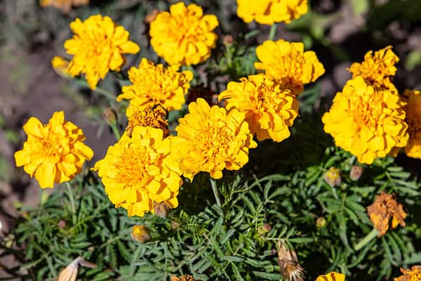 15 Insulting Flowers That Represent Hatred and Dislike - A-Z Animals