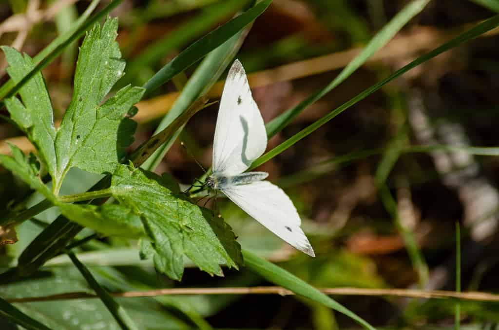 Discover the 5 Rarest Butterflies Fluttering Around Canada - A-Z Animals