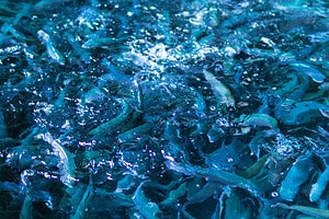 Explore 80+ Fish That Start with T (Common Names) - A-Z Animals