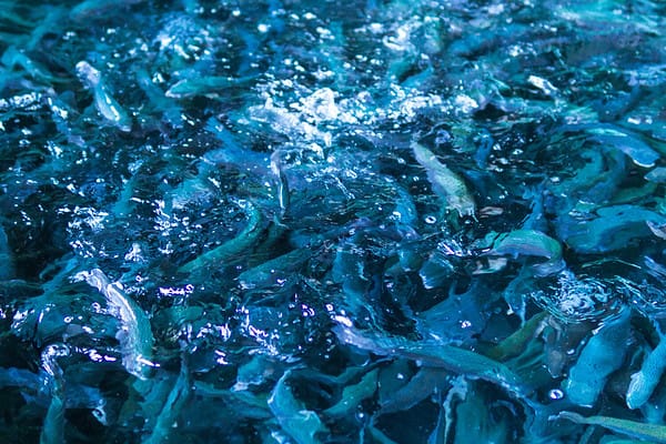 Explore 80+ Fish That Start with T (Common Names) - A-Z Animals