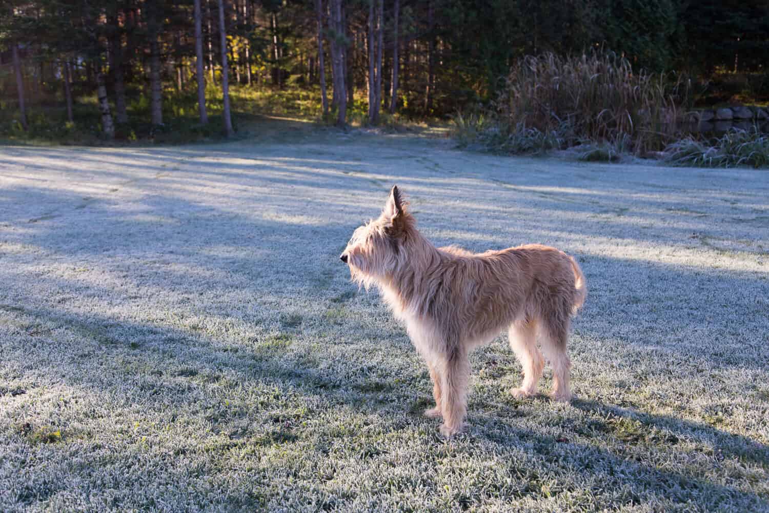 What Kind Of Dog Is Winn-Dixie? Breed Information, Pictures, and Facts ...