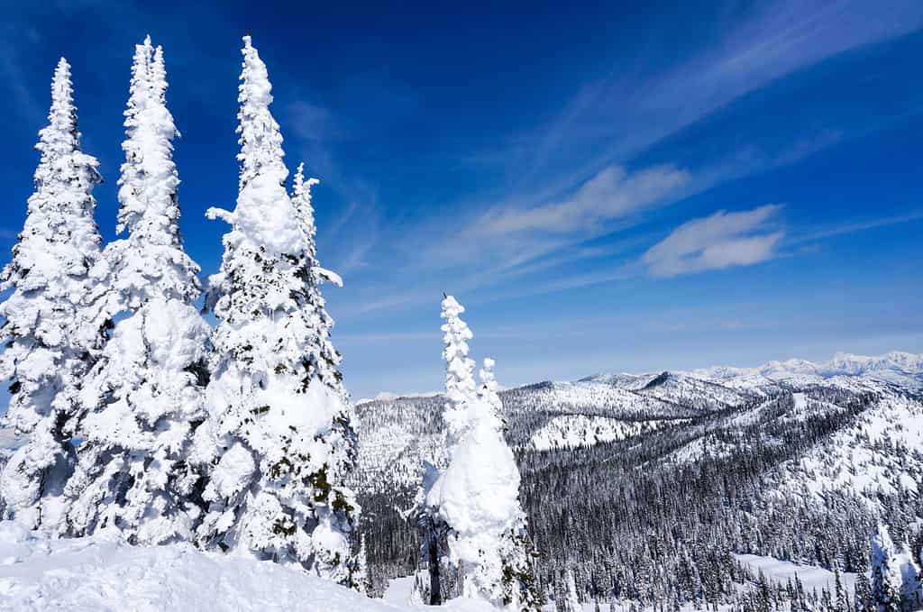 The 15 Most Iconic Trees Native to Montana - A-Z Animals