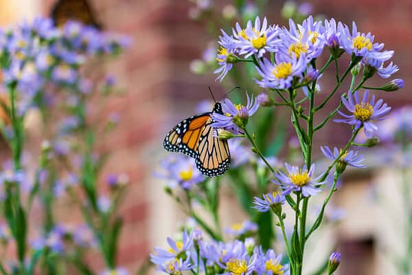 How to Spot Migrating Monarch Butterflies in Indiana - A-Z Animals