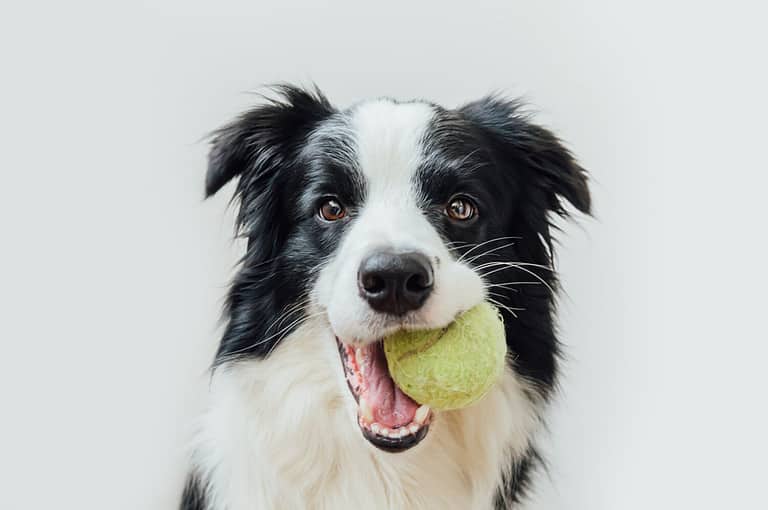 How Smart Are Border Collies? Everything We Know About Their ...
