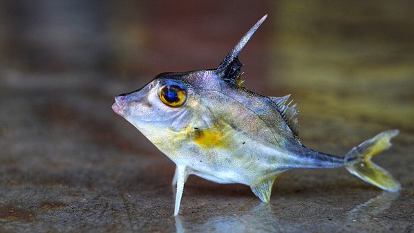 What Lives at the Bottom of the Pacific Ocean? - A-Z Animals