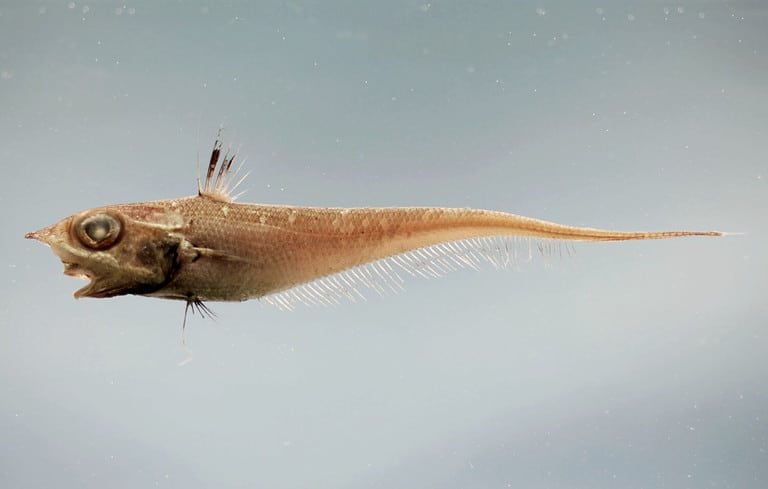 What Lives at the Bottom of the Pacific Ocean? - A-Z Animals