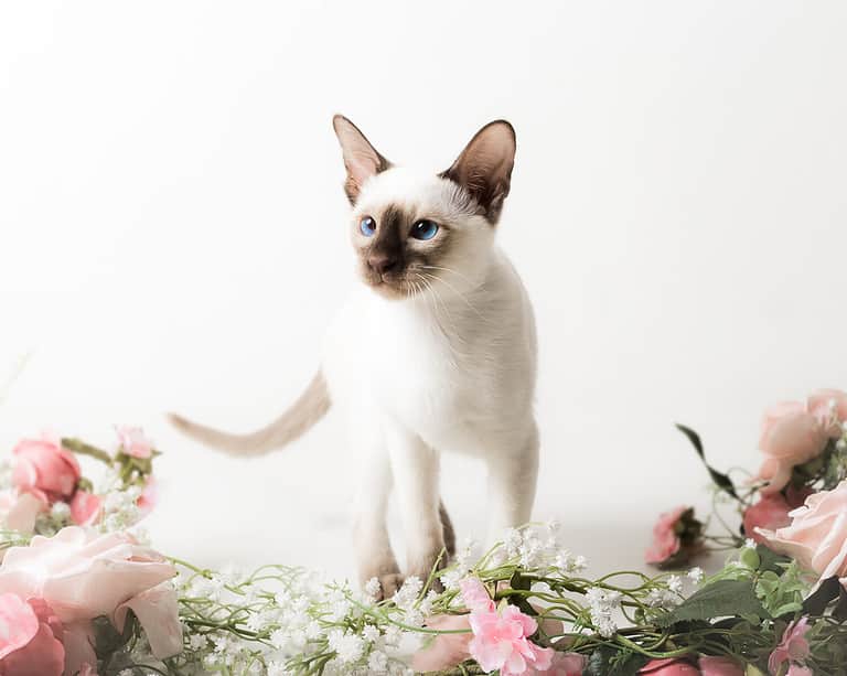 Siamese Cat Colors: Most Common to Rarest - A-Z Animals