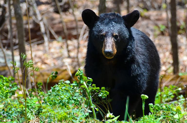 8 Spots in Virginia Teeming with the Most Bears - A-Z Animals