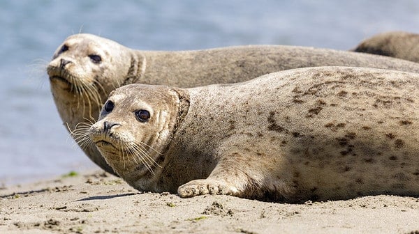 Teach Kids All About Seals With 5 Days of Lessons and Activities - A-Z ...