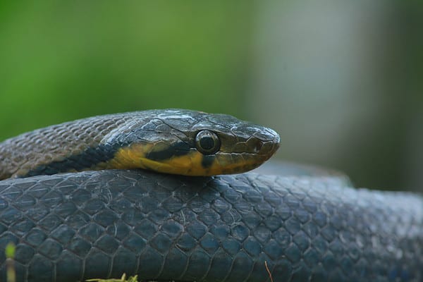 Meet 7 Snakes Found at the Yangtze River - A-Z Animals