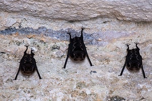 The Top 5 Largest Bats in the United States (And Where You Might ...