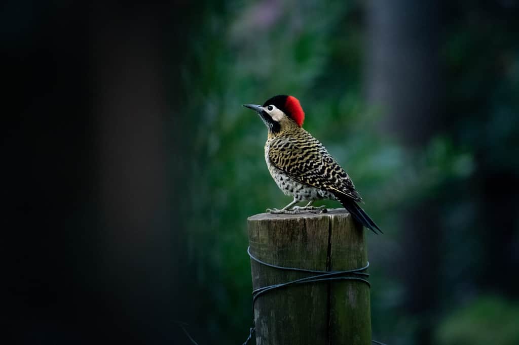 Discover Every Type of Woodpecker and Where to Spot Them - A-Z Animals