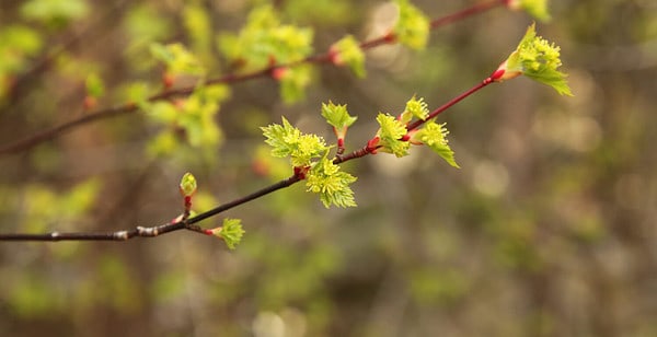 The 15 Most Iconic Trees Native to Montana - A-Z Animals