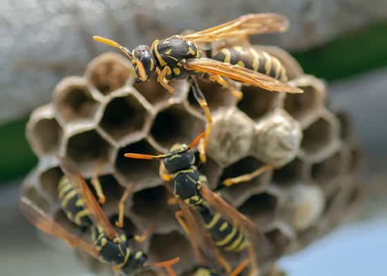 Identifying Wasps and Bees: A Comprehensive Guide to These Garden ...
