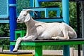 Goat Meat: Everything You Need to Know About Mutton - Health Benefits ...
