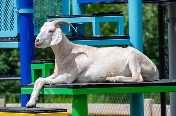 Goat Meat: Everything You Need to Know About Mutton - Health Benefits ...