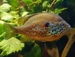 Every Fish and Freshwater Animal Living in the Ohio River Today - A-Z ...