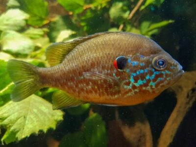 Every Fish and Freshwater Animal Living in the Ohio River Today - A-Z ...