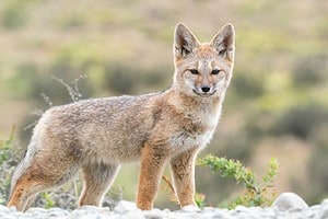 All 50 U.S. State Animals: Birds, Mammals, and Their Significance - A-Z ...