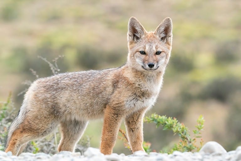 Discover 6 Smells Foxes Absolutely Hate and Keep Them Out of Your Yard ...