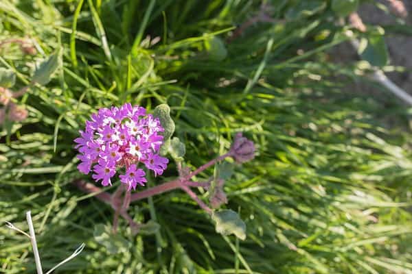 The Best Perennial Flowers for Nebraska: 14 Flowers You Can Bank On - A ...