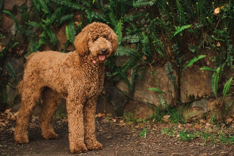 Goldendoodle Progression: Growth, Milestones, and Training Tips - A-Z ...