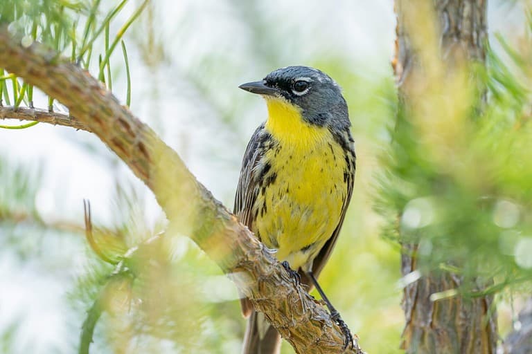 The 15 Greatest Songbirds Found in America - A-Z Animals