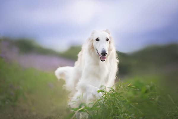 Borzoi: Growth Chart, Milestones, and Training Tips - A-Z Animals