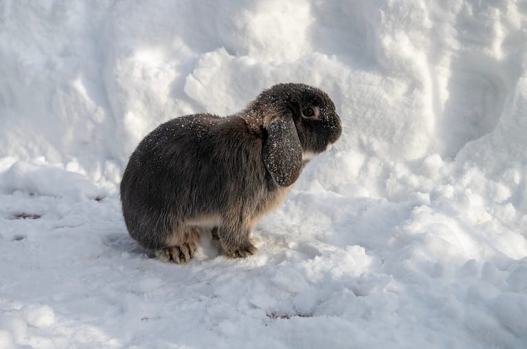 Holland Lop Colors: Rarest to Most Common - A-Z Animals