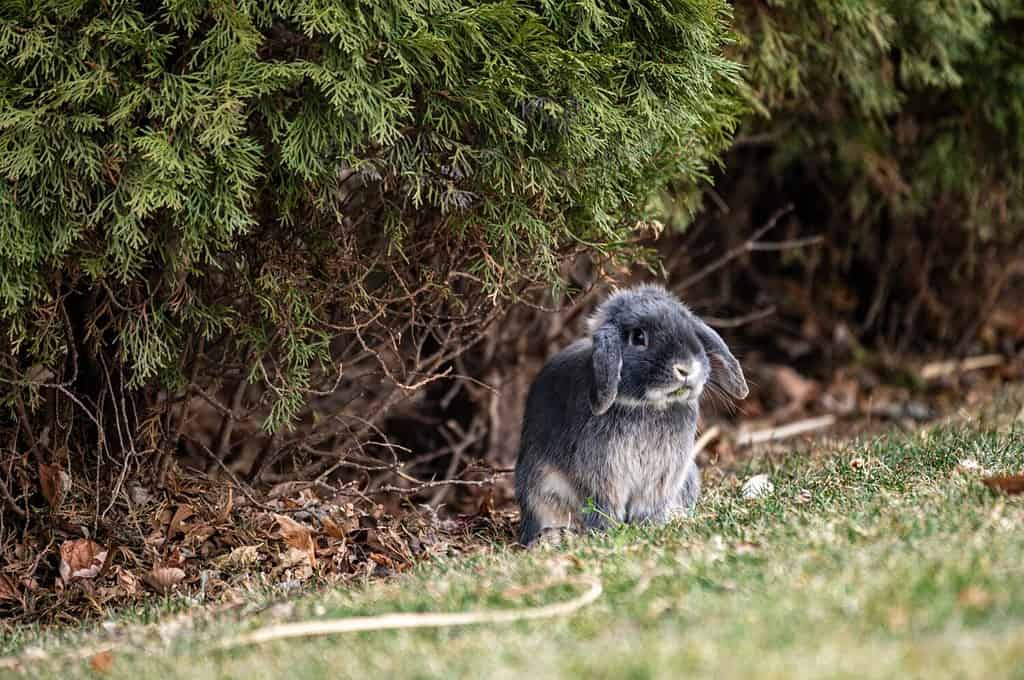 Holland Lop Colors: Rarest to Most Common - A-Z Animals