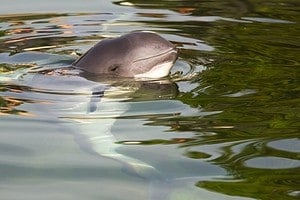 Porpoise vs Dolphin: 5 Ways That These Sea Mammals Are Different - A-Z ...