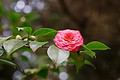 Discover the Middlemist Red Flower: The World's Rarest Flower - A-Z Animals