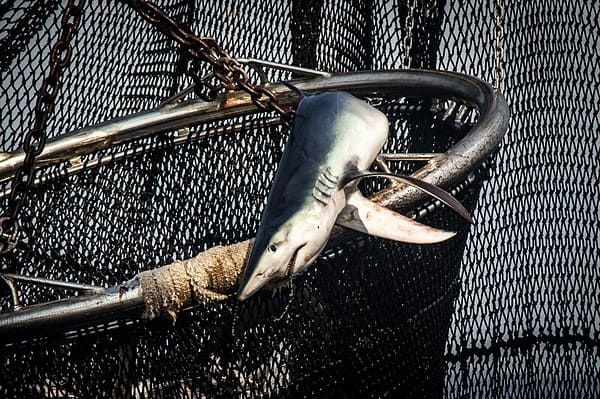 Discover How Many Sharks Are Killed Per Year (and How You Can Help Them ...