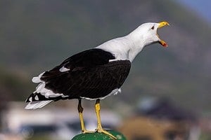 Discover 25 Incredible Birds That Start With K - A-Z Animals