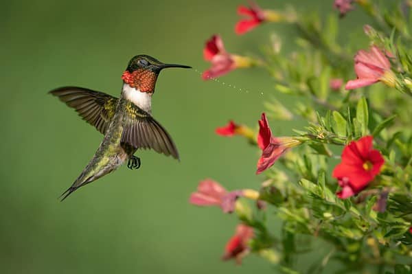 Discover When Hummingbirds Are Set to Flee Ohio (and Where They Go) - A ...