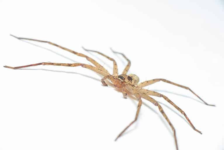 27 Common Spiders in Texas - A-Z Animals