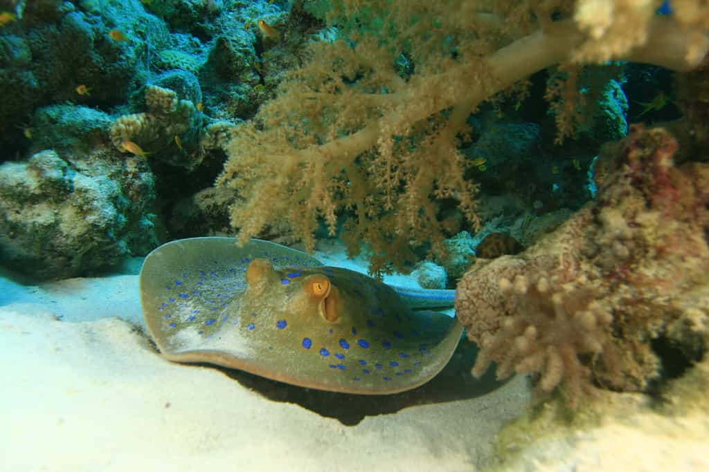 Deep Sea Battles: Can the World's Largest Stingray Take Down a Killer ...