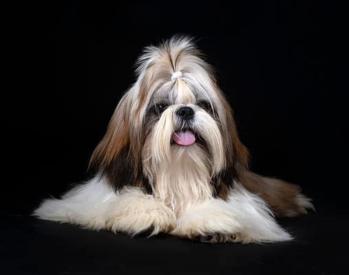 10 Fascinating Facts About Shih Tzus - A-Z Animals