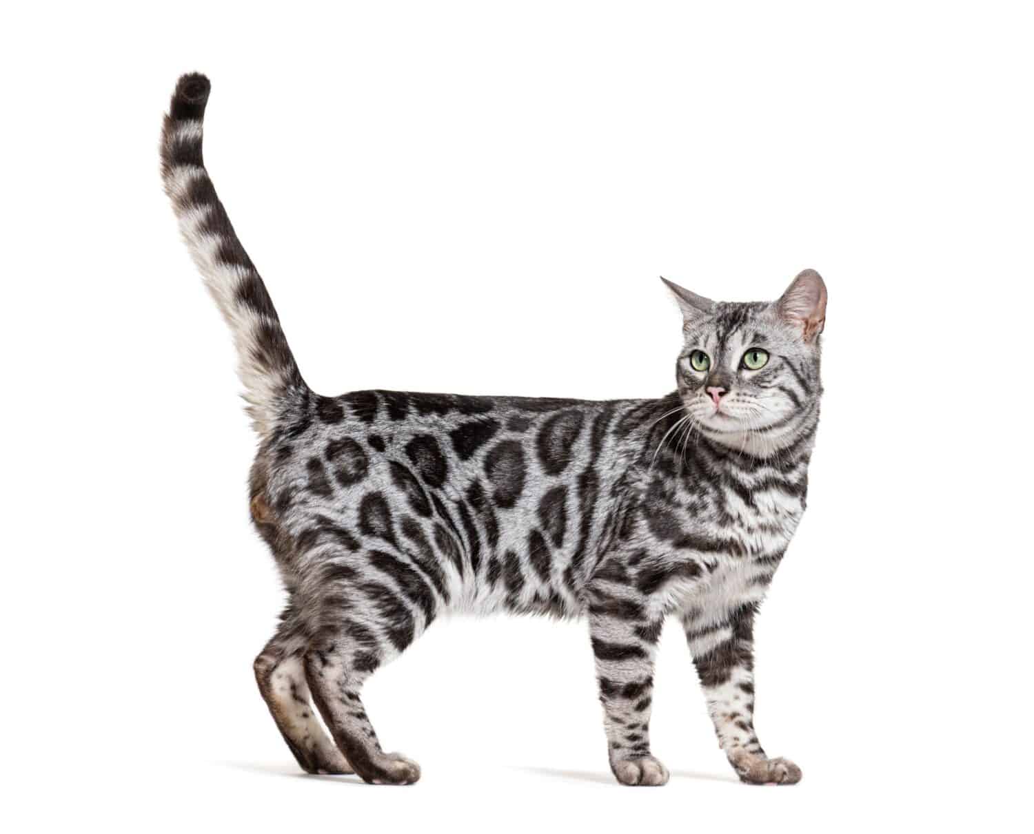 The 9 Spotted Cat Breeds and Where They Came From - A-Z Animals