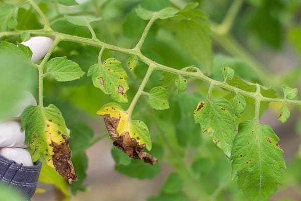 What Is Plant Blight and How to Protect Against It - A-Z Animals