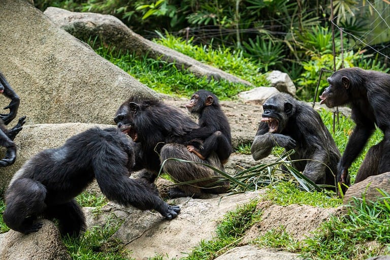 A Most Intelligent Species: Chimpanzee's Remarkable Mind - A-Z Animals